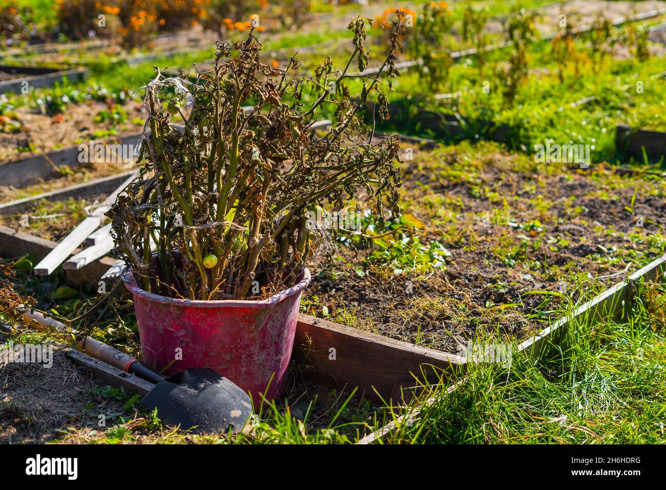 Cleaning the garden before winter. Cleaning the beds from dry plants in ...