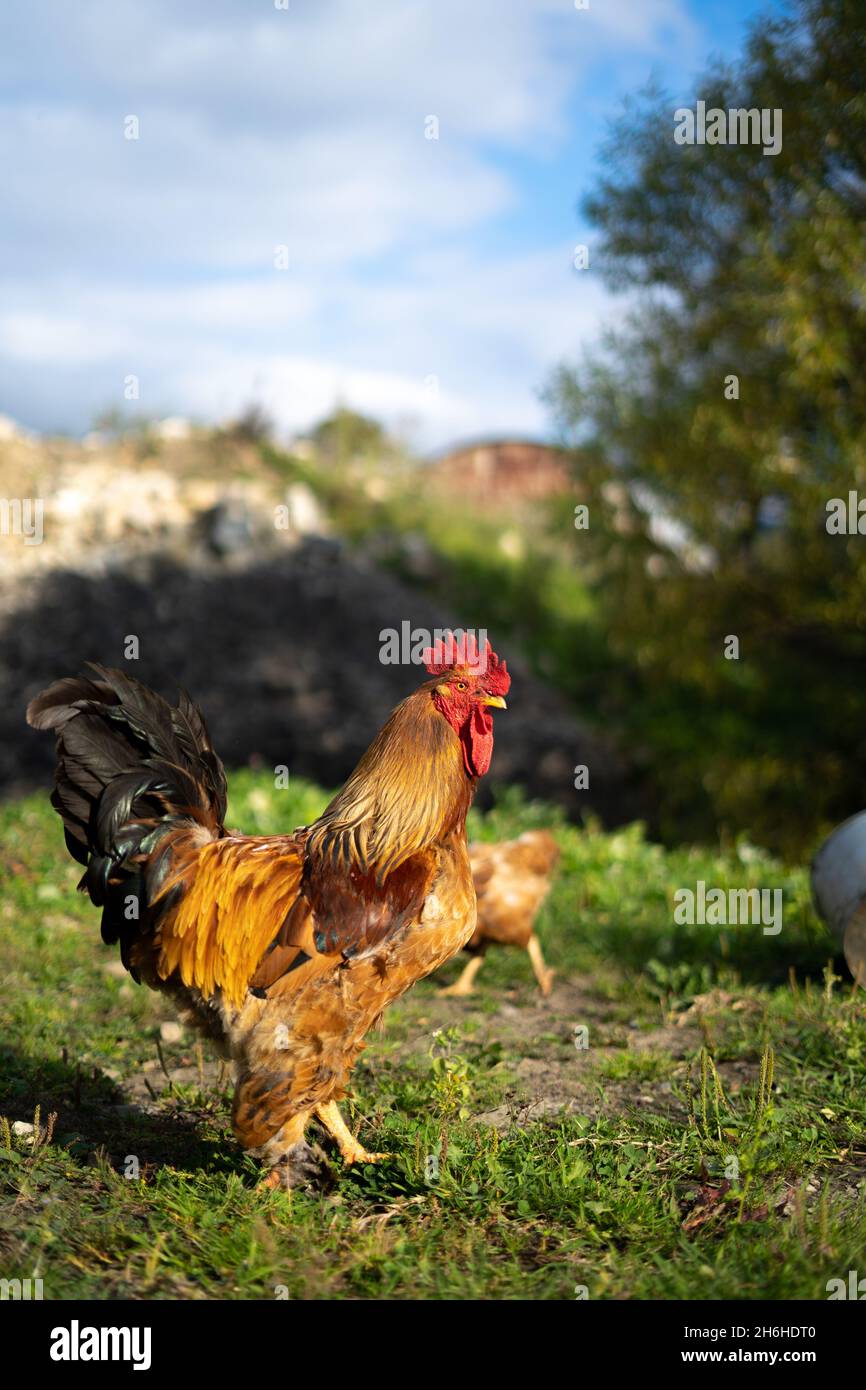 chicken farm red rooster close-up on nature, production of poultry meat ...