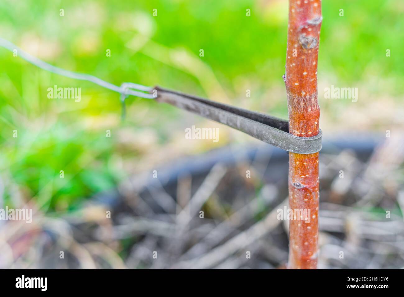 Thin tree sapling tied up close-up Stock Photo - Alamy