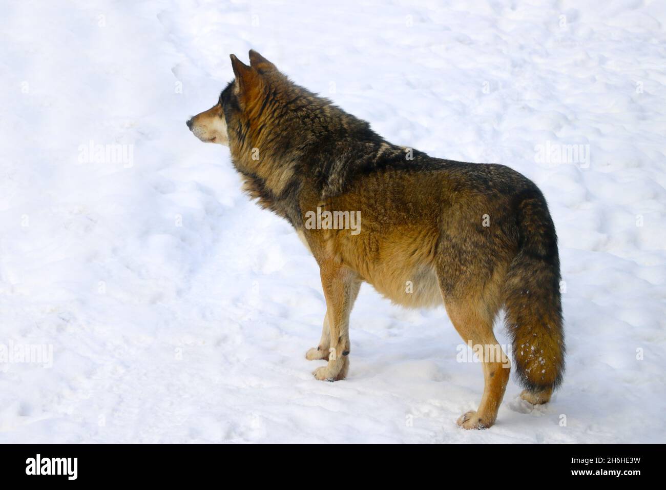 Adult wolf hi-res stock photography and images - Alamy