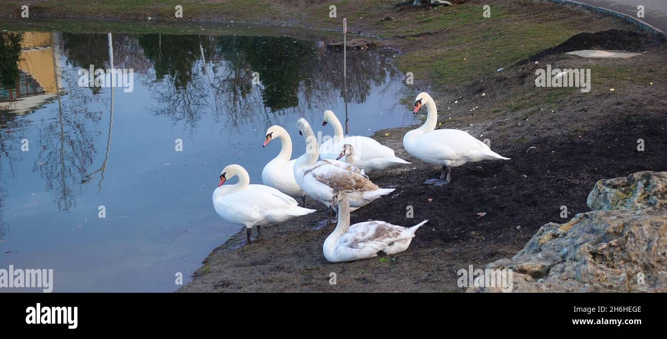 Side view of a group of swans on a pond in a city park with reflection ...