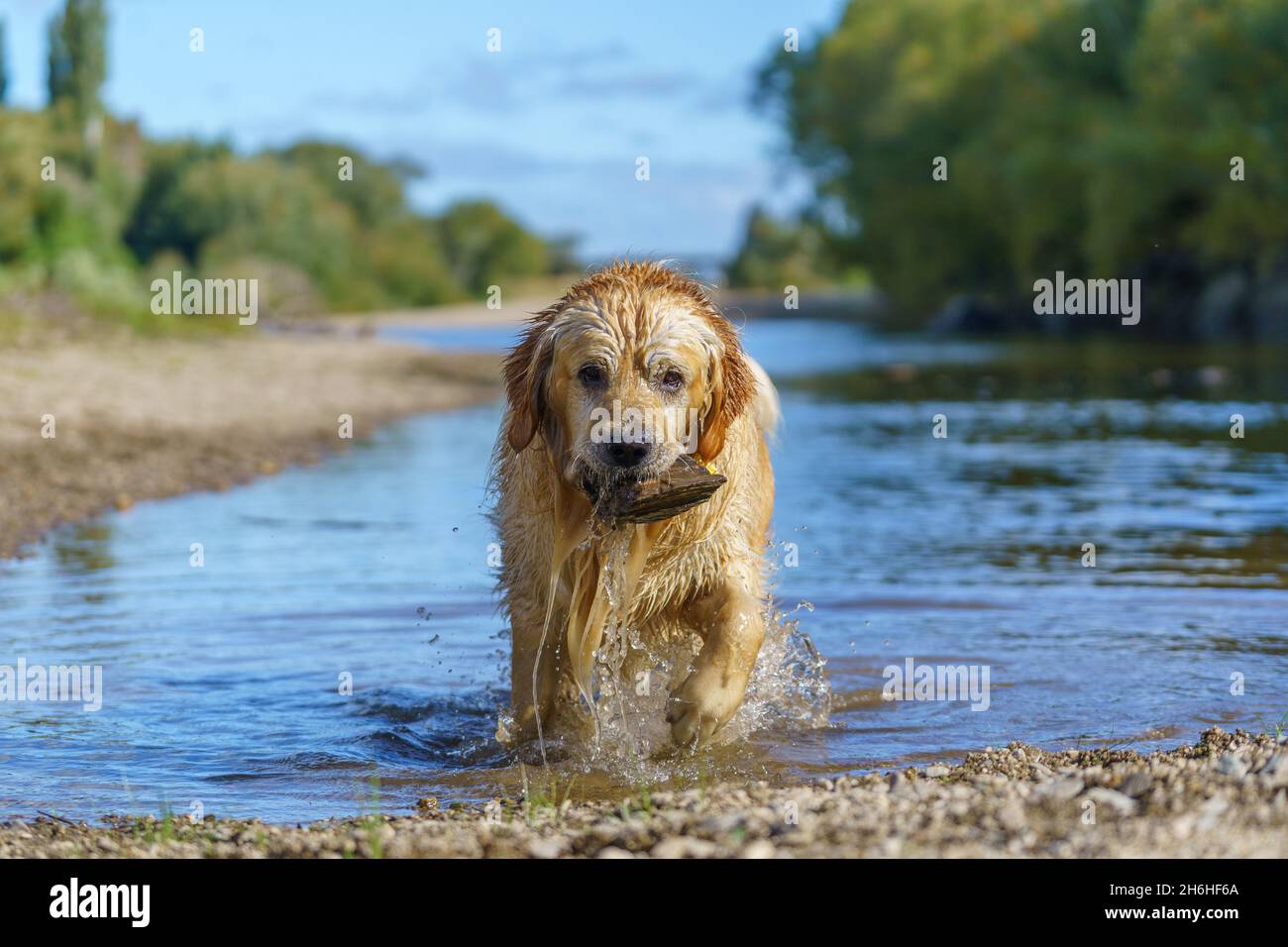 Labrador in river hi-res stock photography and images - Alamy