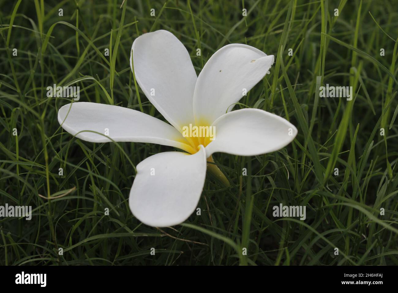 Selective color flower picture hi-res stock photography and images - Alamy