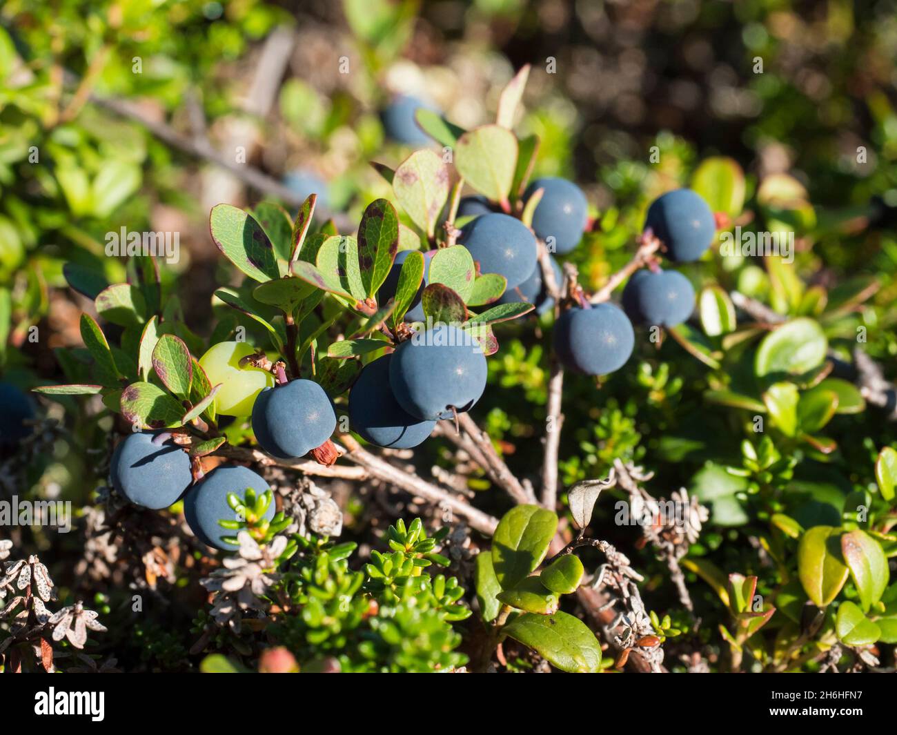 close up ripe blue berries of Vaccinium myrtillus or European blueberry ...