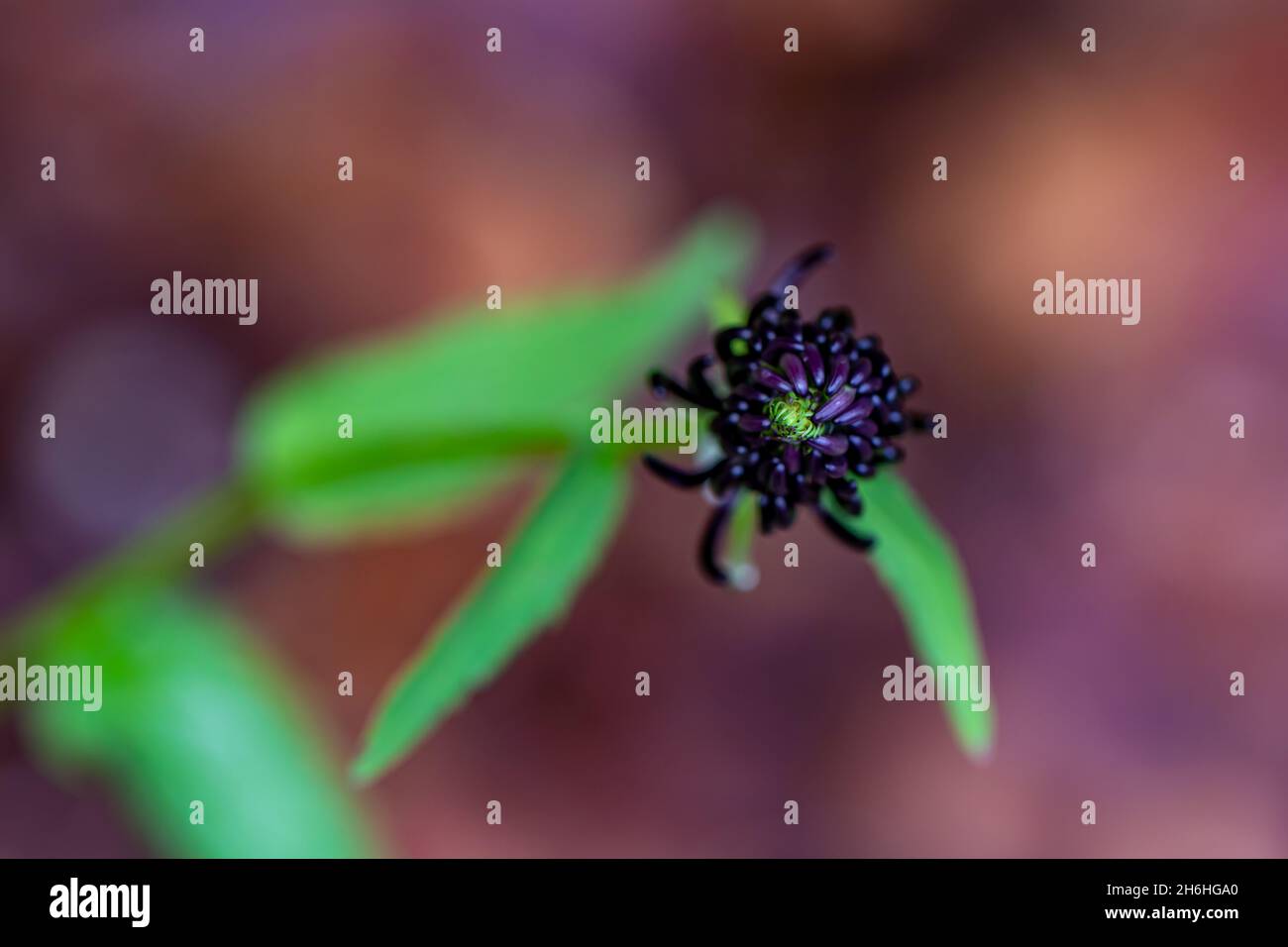Phyteuma ovatum hi-res stock photography and images - Alamy