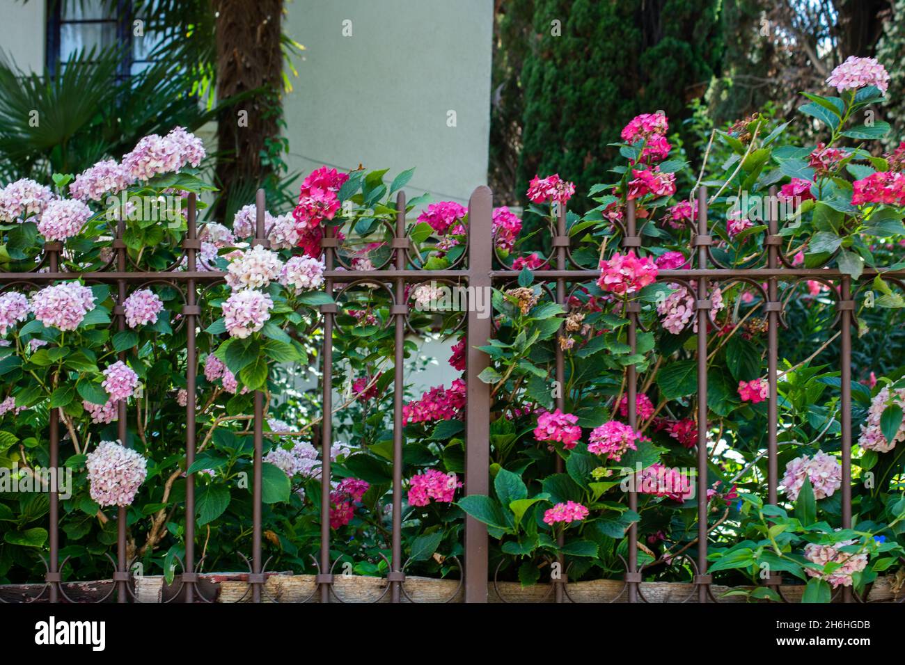 flower detail. flower pattern. flower background. flower bouquet Stock ...