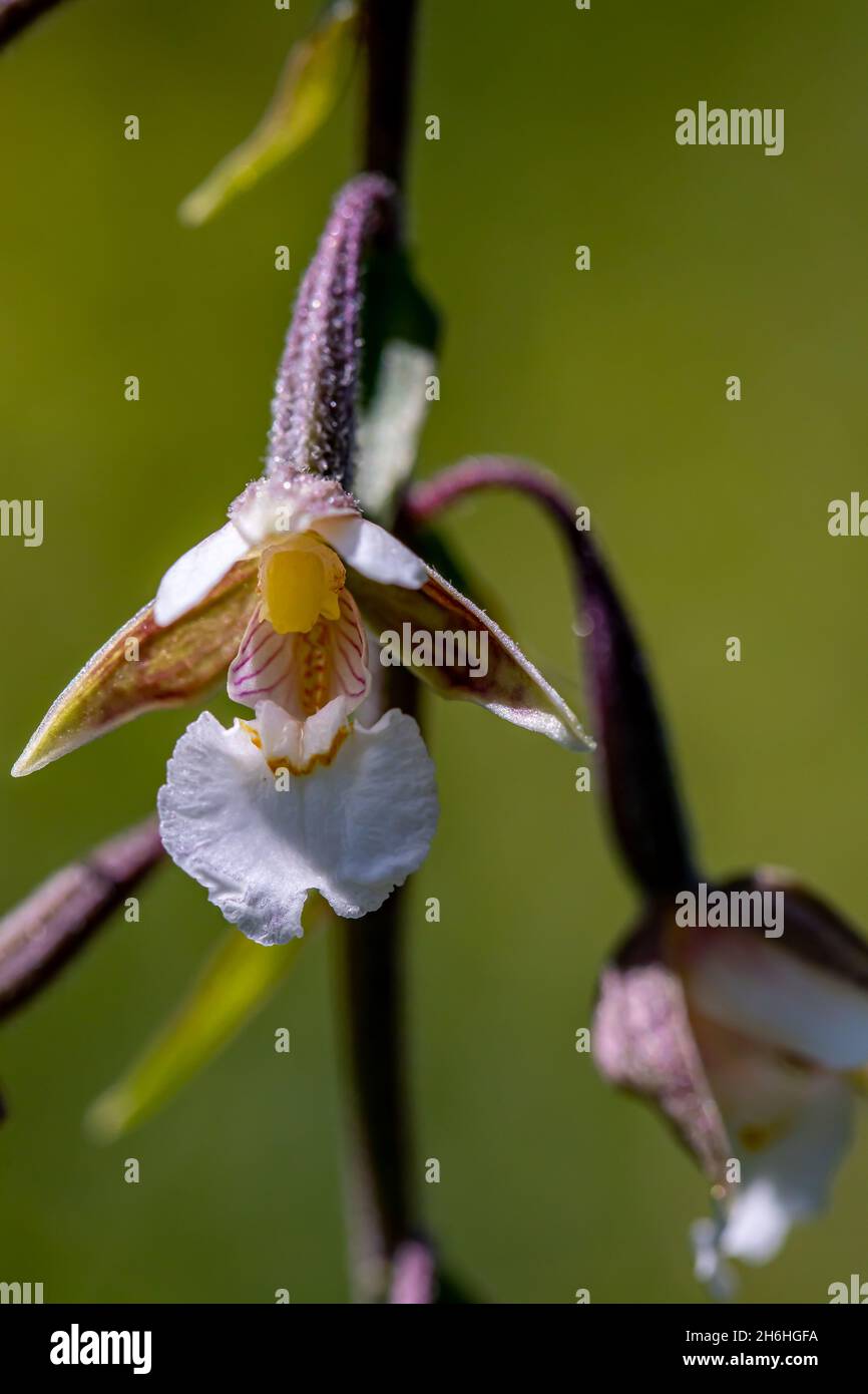 Marsh helleborine epipactis palustris in bloom hi-res stock photography ...