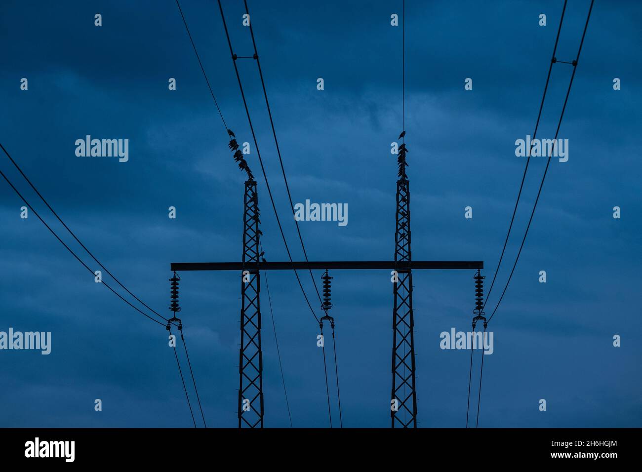 Birds sitting on electrical hi-res stock photography and images - Alamy