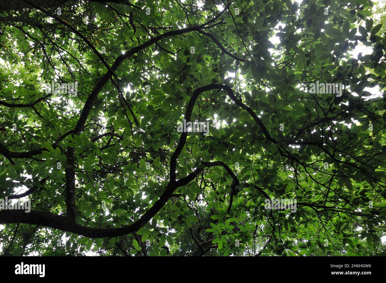 Trees at summer in France Stock Photo - Alamy