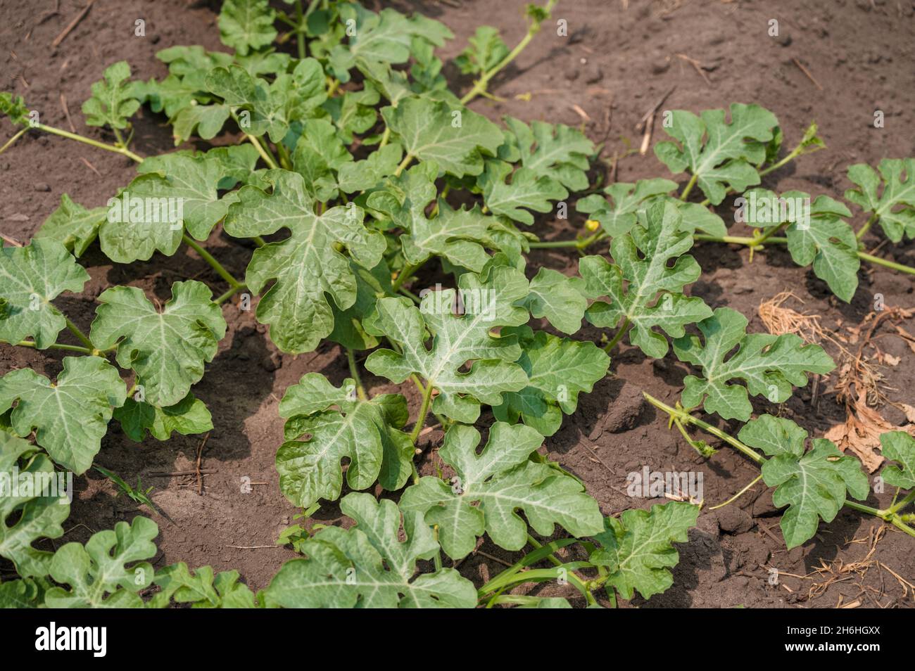 Melon bush hi-res stock photography and images - Alamy