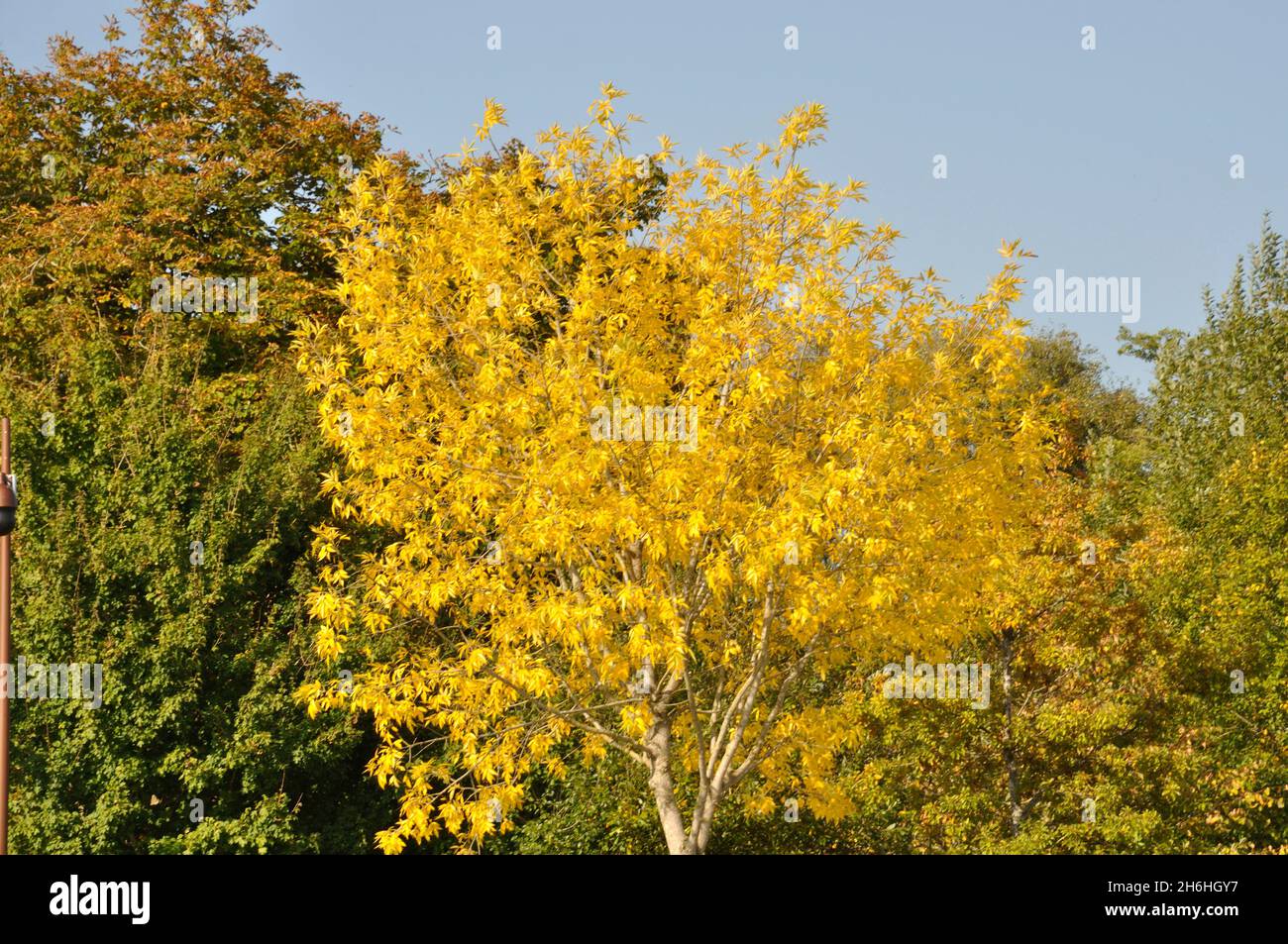 Tree in autumn colors in Normandy Stock Photo - Alamy