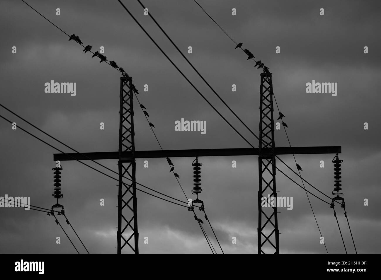 Birds sitting on electrical hi-res stock photography and images - Alamy