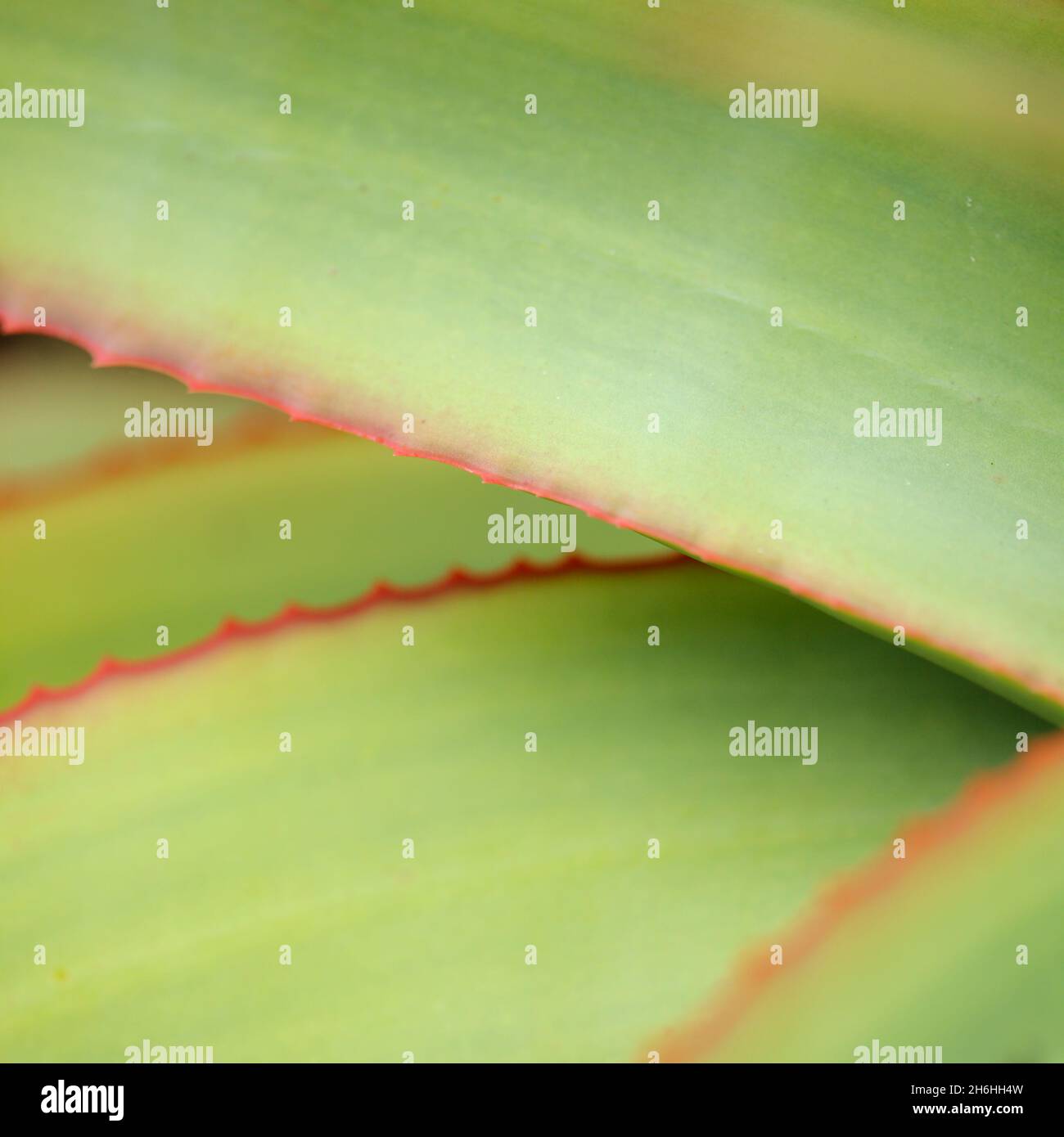 Aloe speciosa aka tilt-head aloe succulent leaves with red edges ...