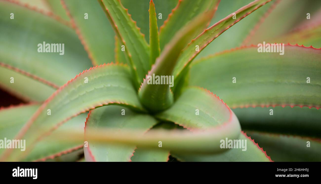 Aloe speciosa aka tilt-head aloe succulent leaves with red edges ...