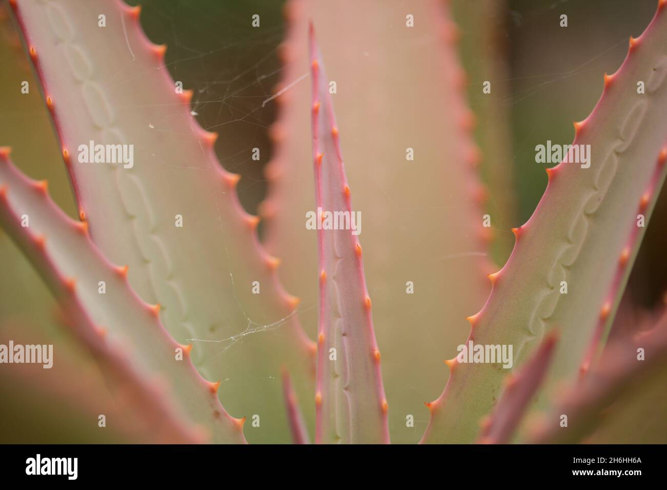 Aloe speciosa aka tilt-head aloe succulent leaves with red edges ...