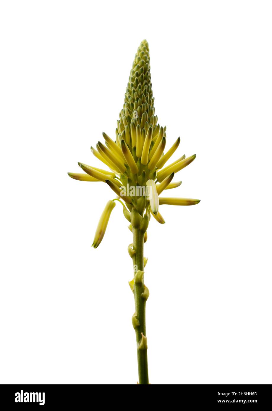 Pale yellow-green variety of Aloe arborescens, or candelabra aloe ...