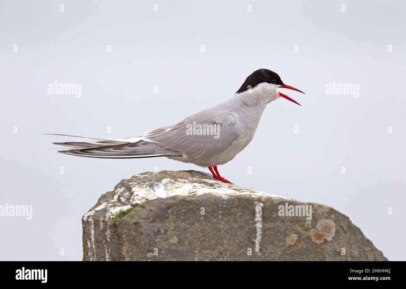 Arctic Stern (Sterna paradisaea) resting on the ground, Iceland Stock ...