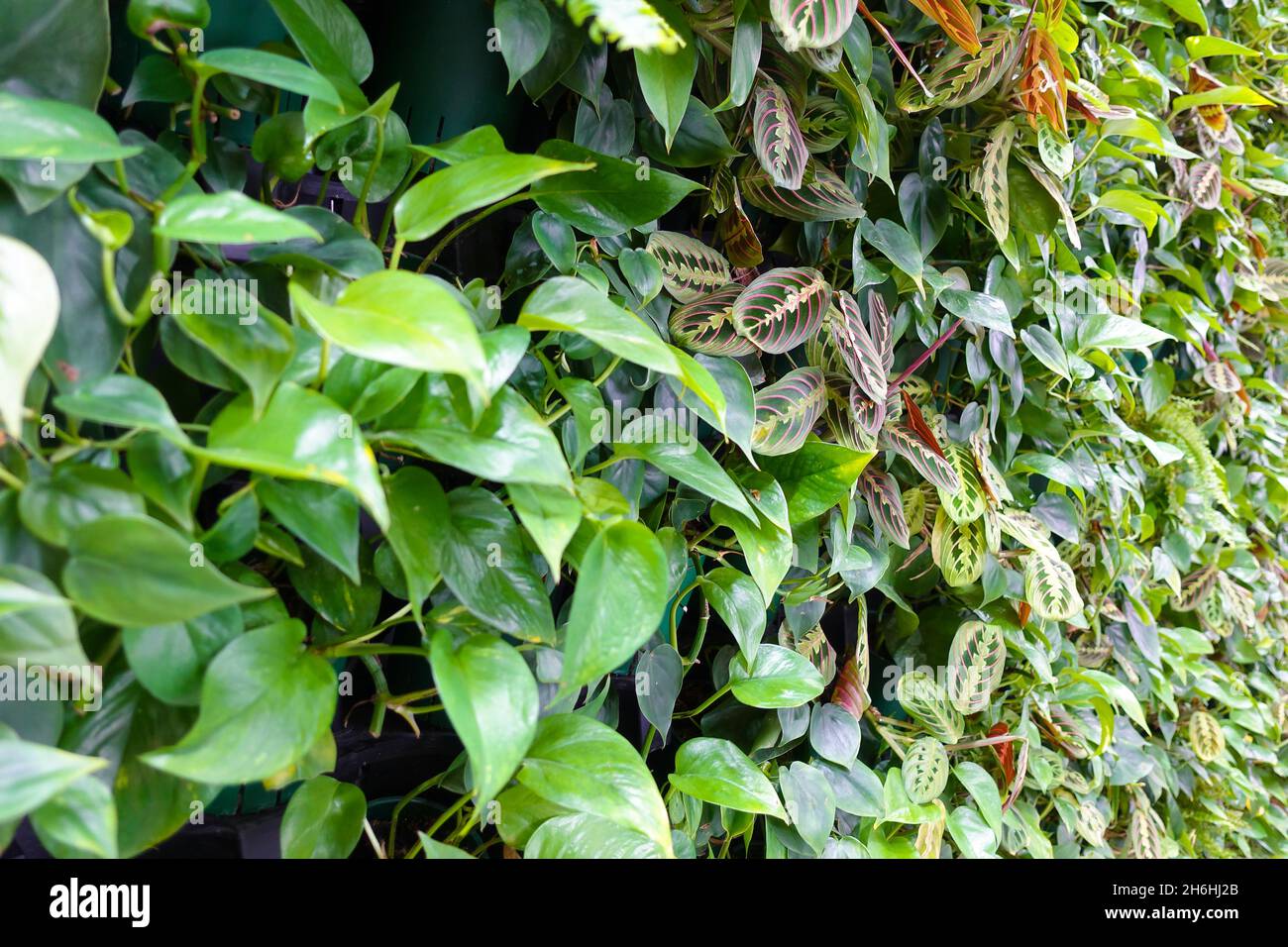 Side view of different climbing plants as a natural wall under the ...