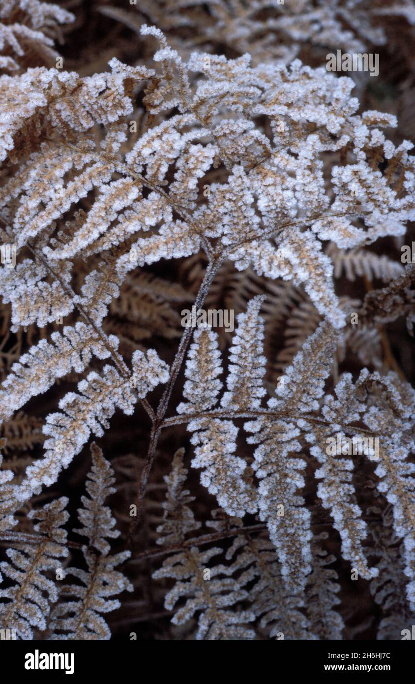 Winter fern, bracken in 1985, analog. Close up on a fern plant in ...