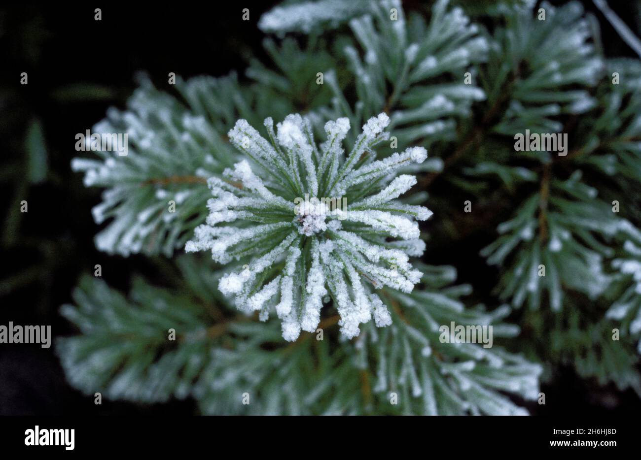 Winter, snowy twig of a tree in 1985, analog. Close up on the cover ...
