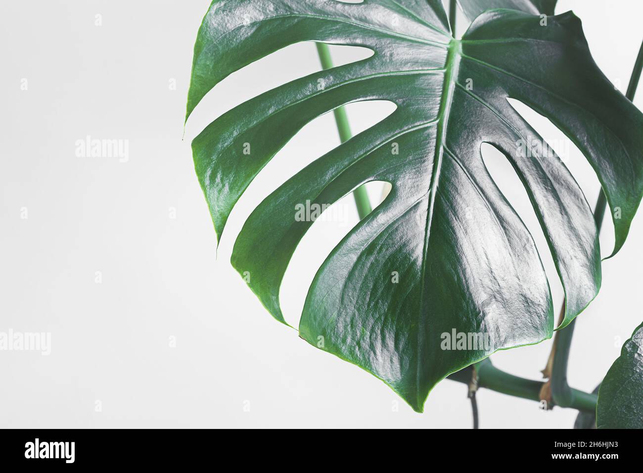A leaf of Monstera deliciosa or Swiss cheese plant close-up on the ...