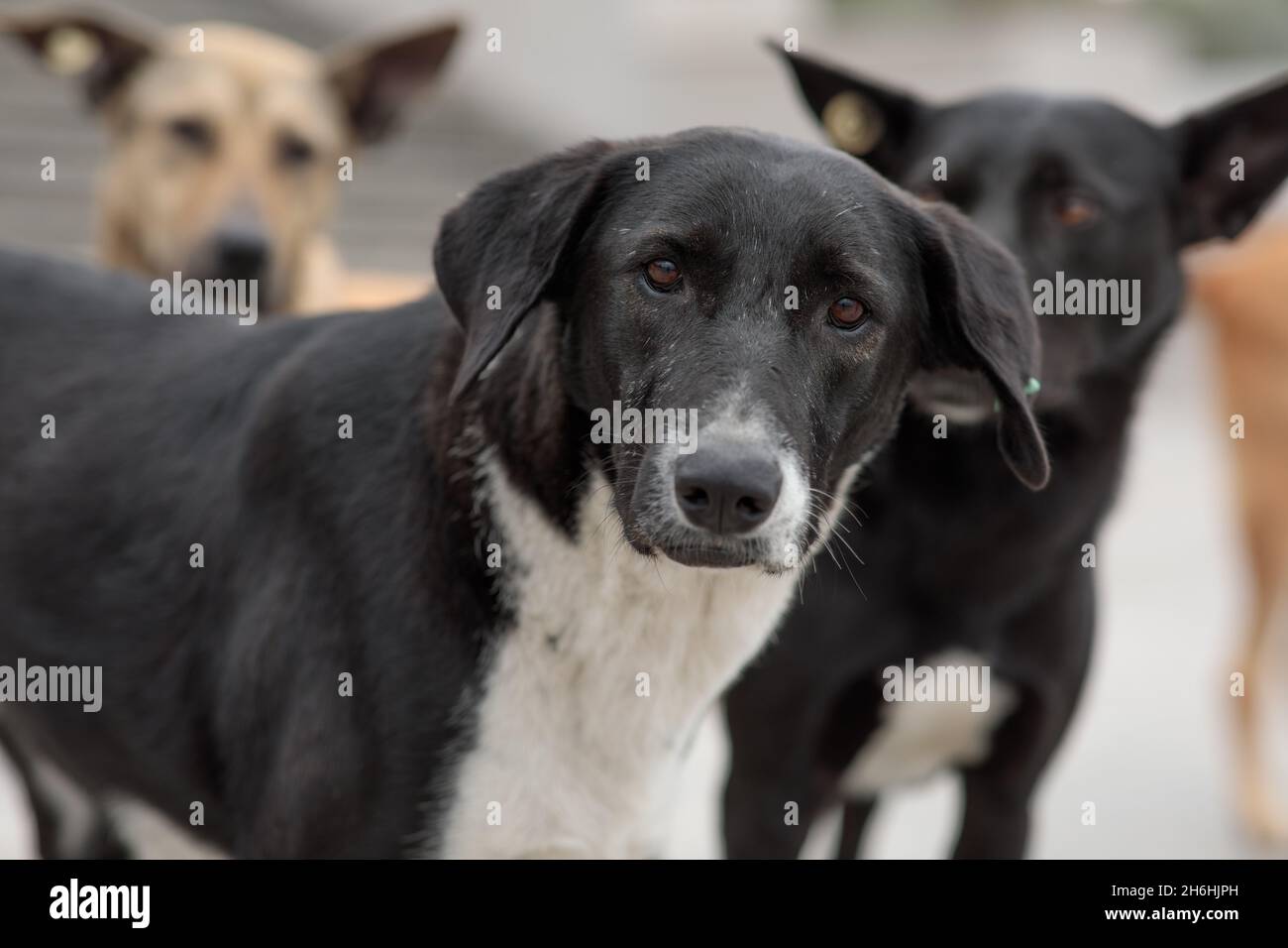 Stray dogs on street hi-res stock photography and images - Alamy