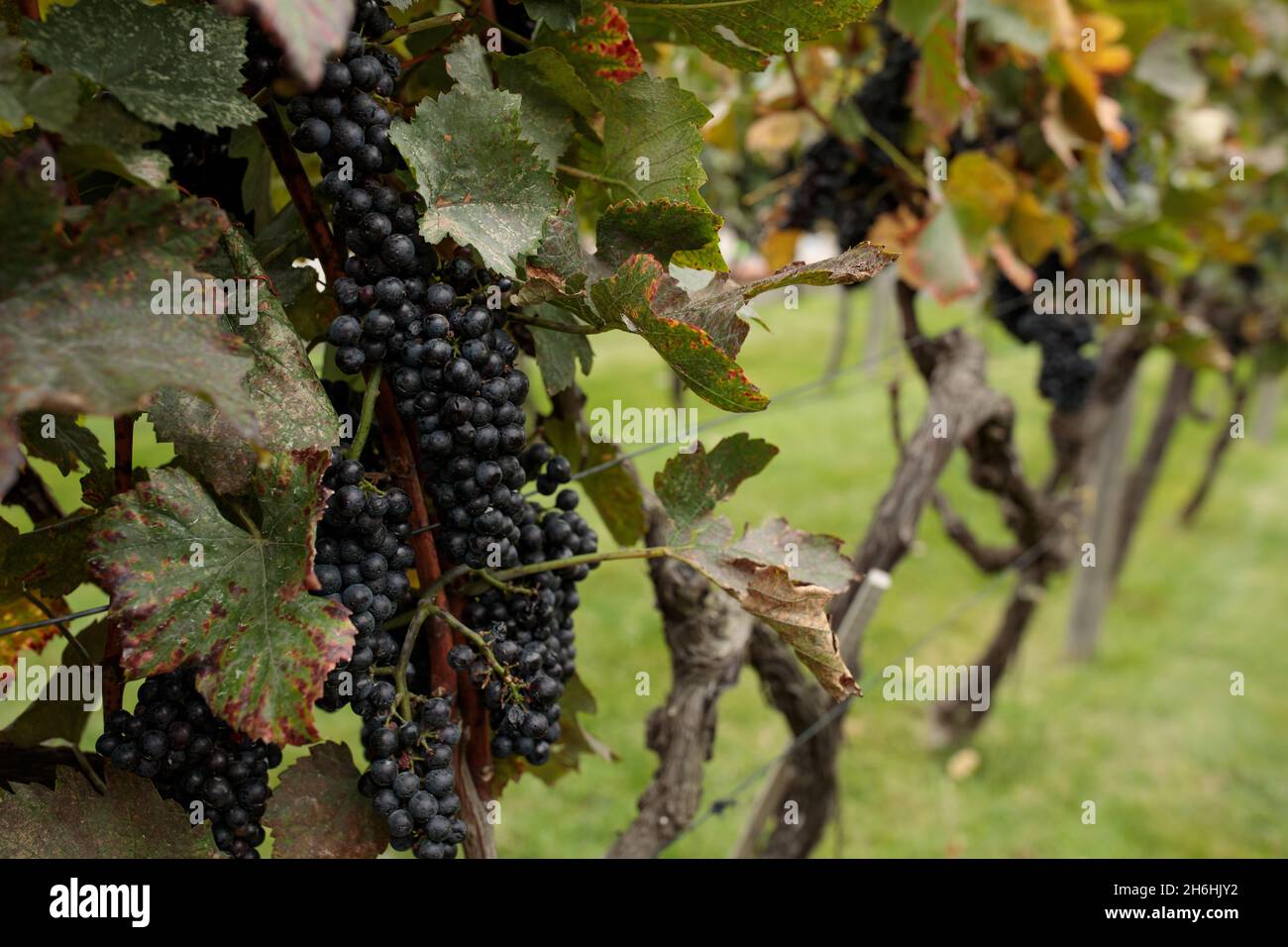 Single bunch of grapes on red vine Stock Photo - Alamy