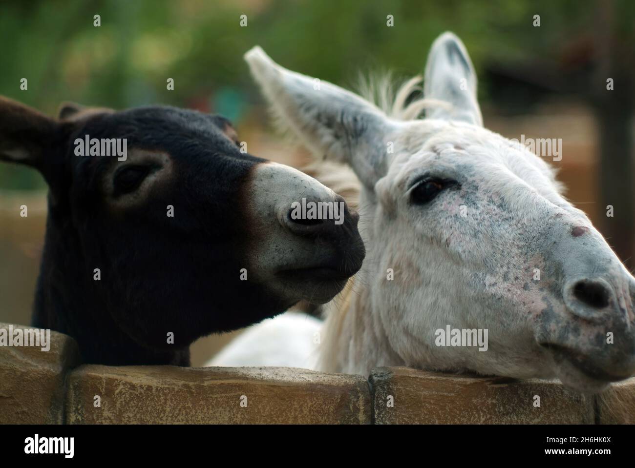 black and white donkeys in the zoo, in summer Stock Photo - Alamy