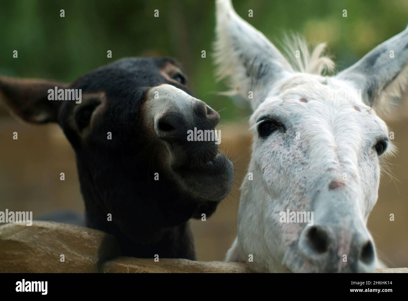 black and white donkeys in the zoo, in summer Stock Photo - Alamy
