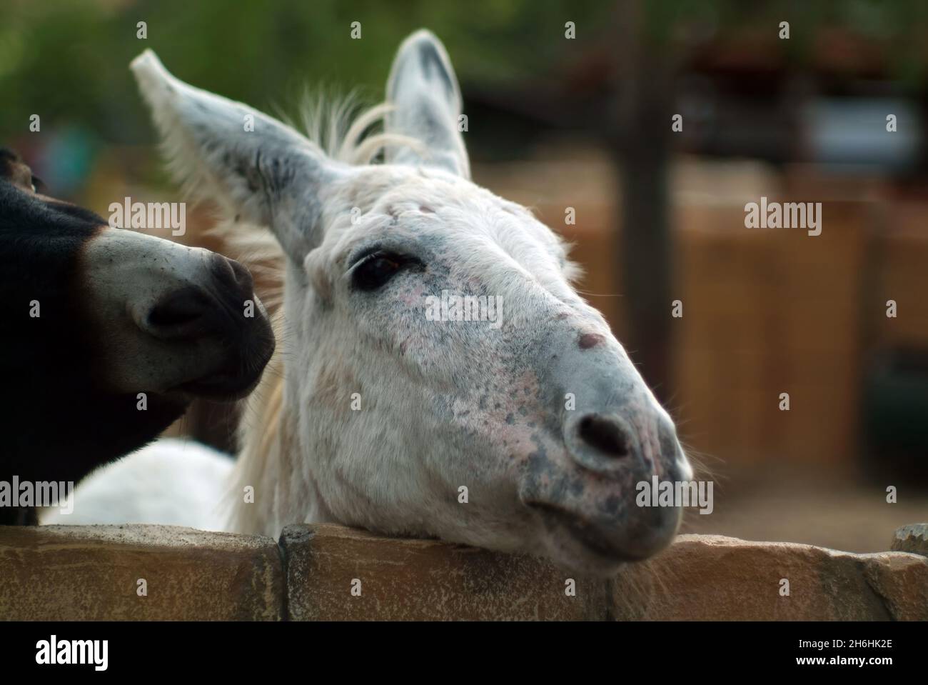 black and white donkeys in the zoo, in summer Stock Photo - Alamy