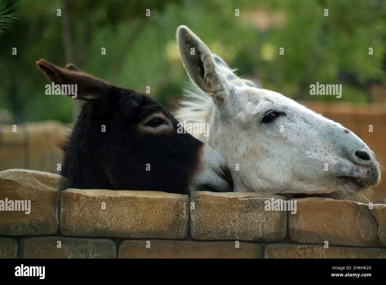 Black And White Donkeys In The Zoo In Summer Stock Photo Alamy