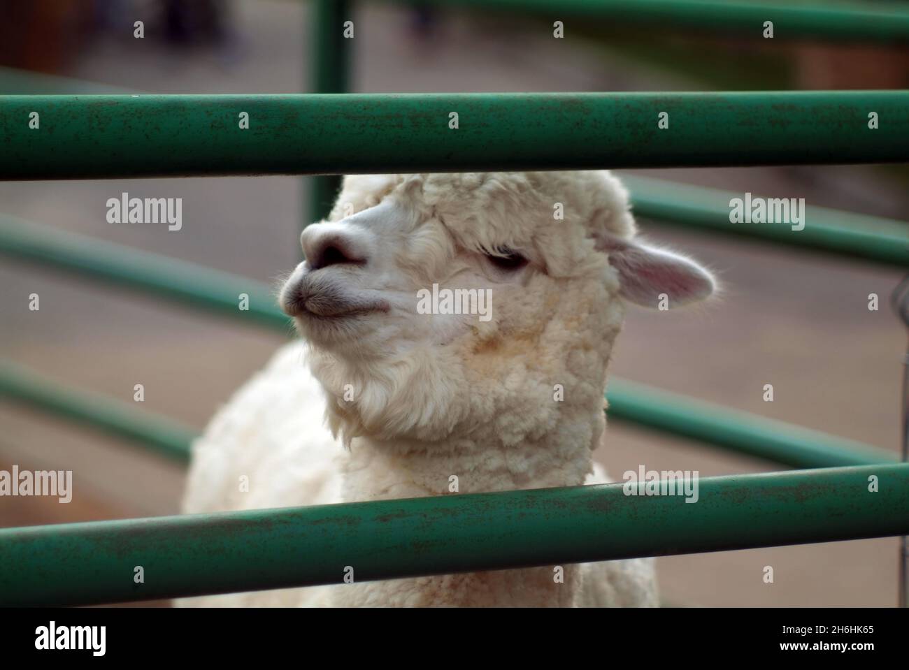 Llama behind fence hi-res stock photography and images - Alamy