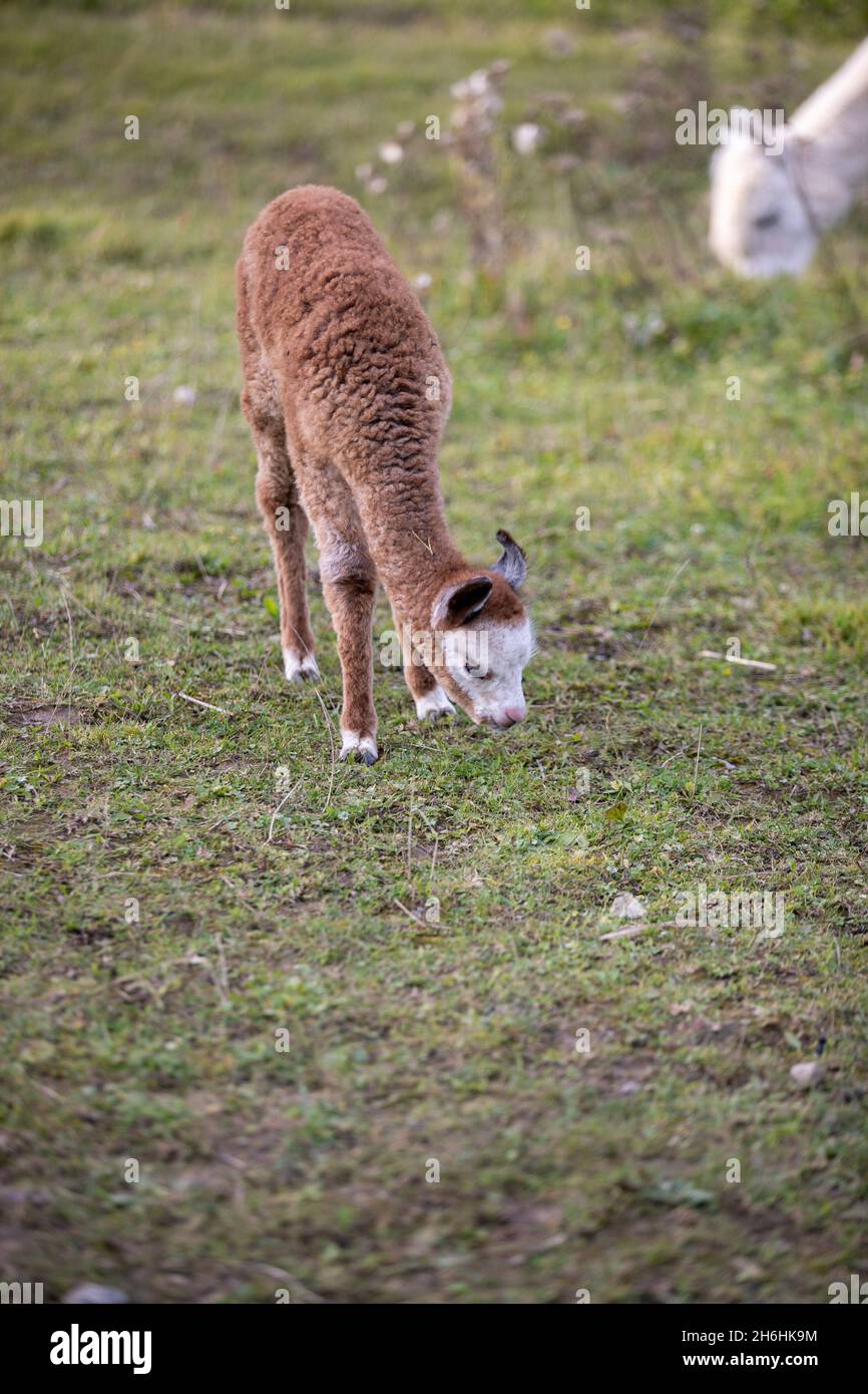 Guanaco foot hi-res stock photography and images - Alamy