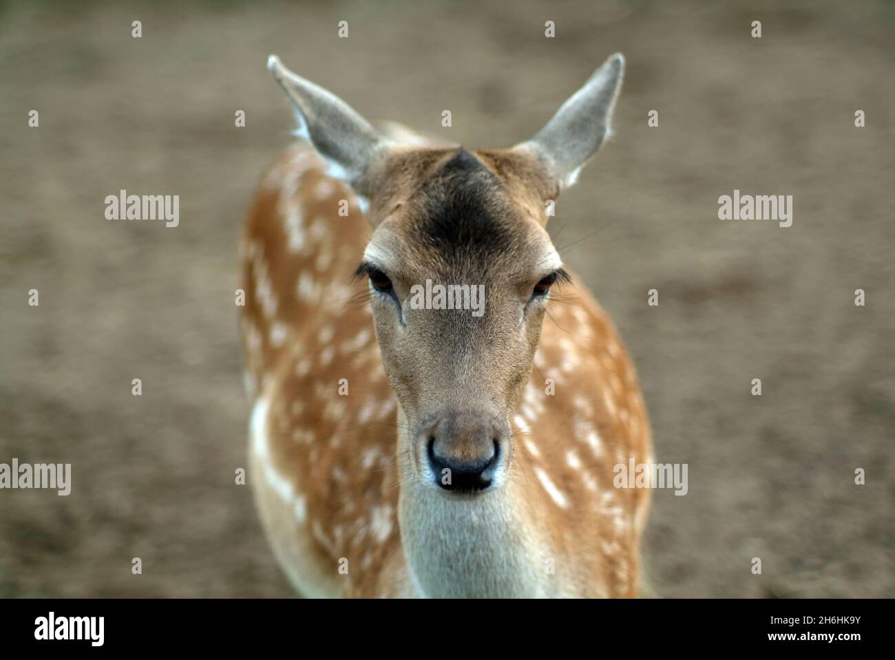 Young hornless deer close hi-res stock photography and images - Alamy