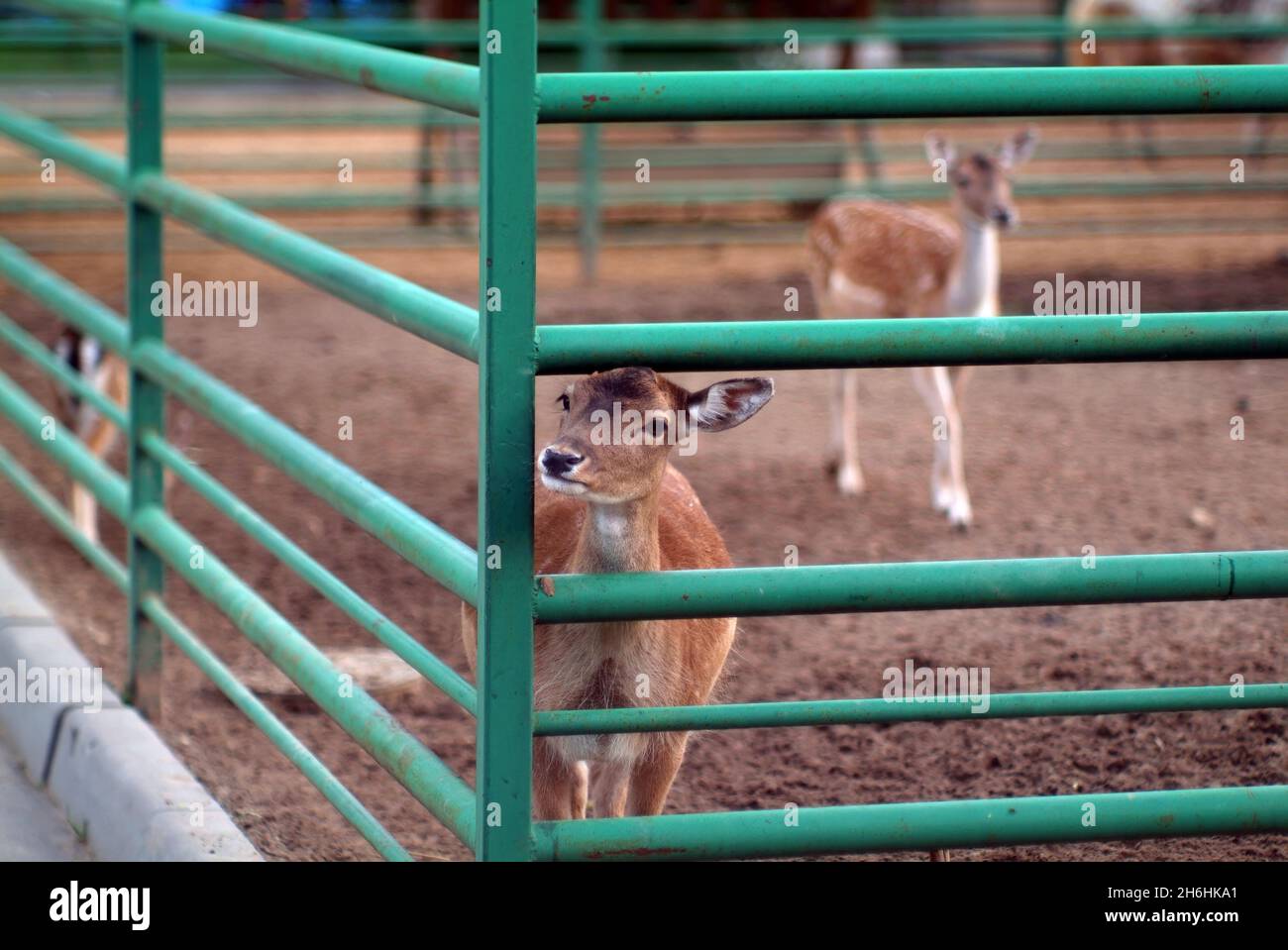 Hornless hi-res stock photography and images - Alamy