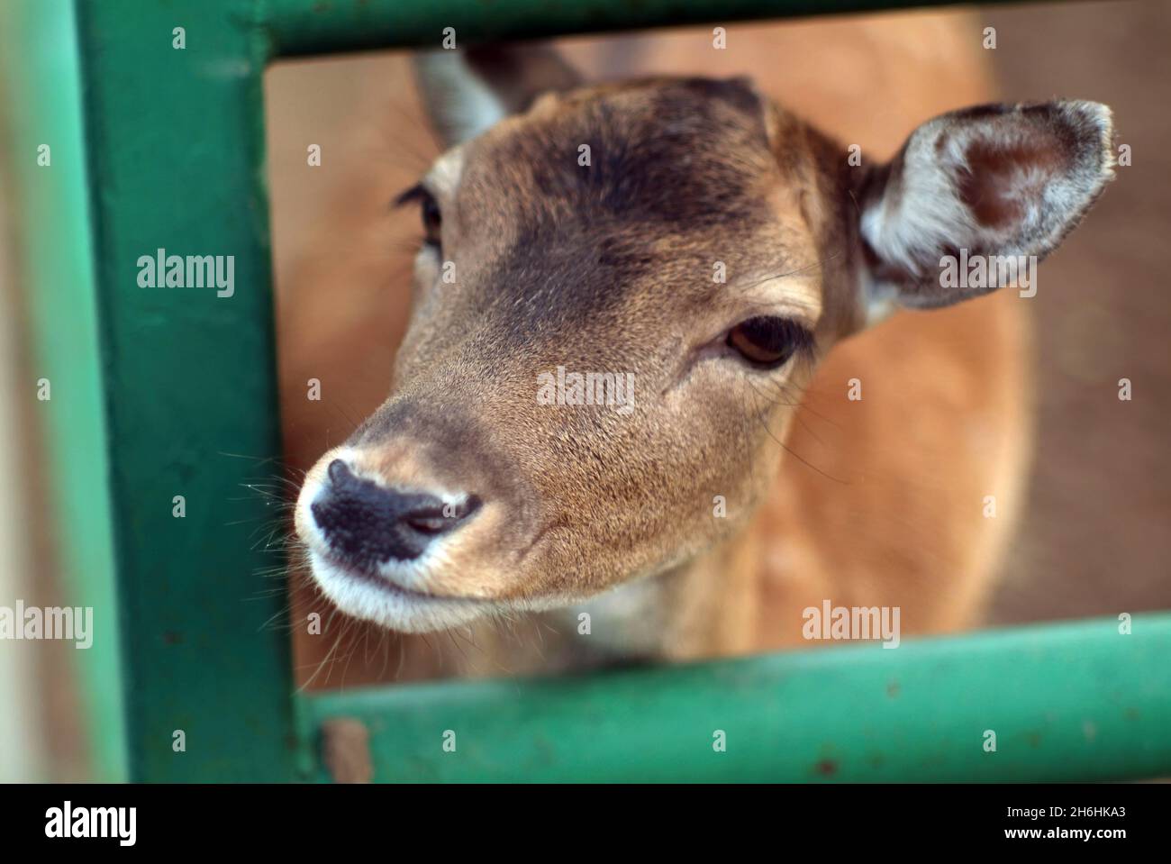 small hornless deer in the zoo, in summer Stock Photo - Alamy