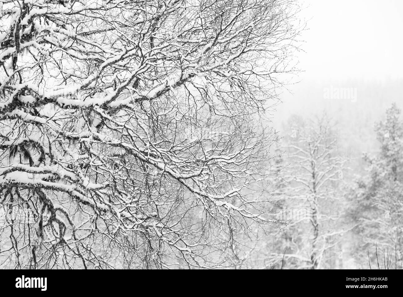 Snow covered forest in winter Stock Photo - Alamy