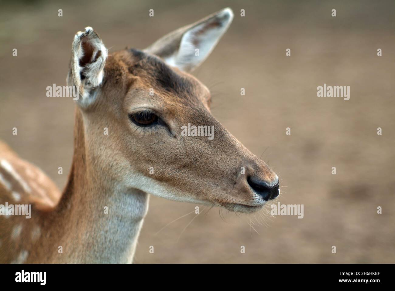 Hornless deer hi-res stock photography and images - Alamy