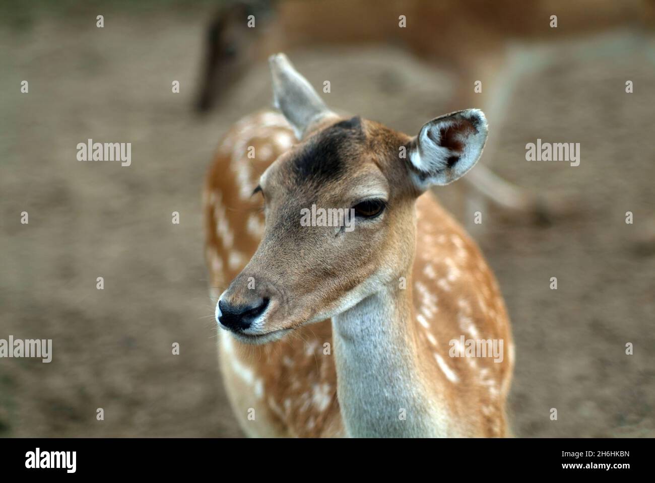 Hornless deer hi-res stock photography and images - Alamy