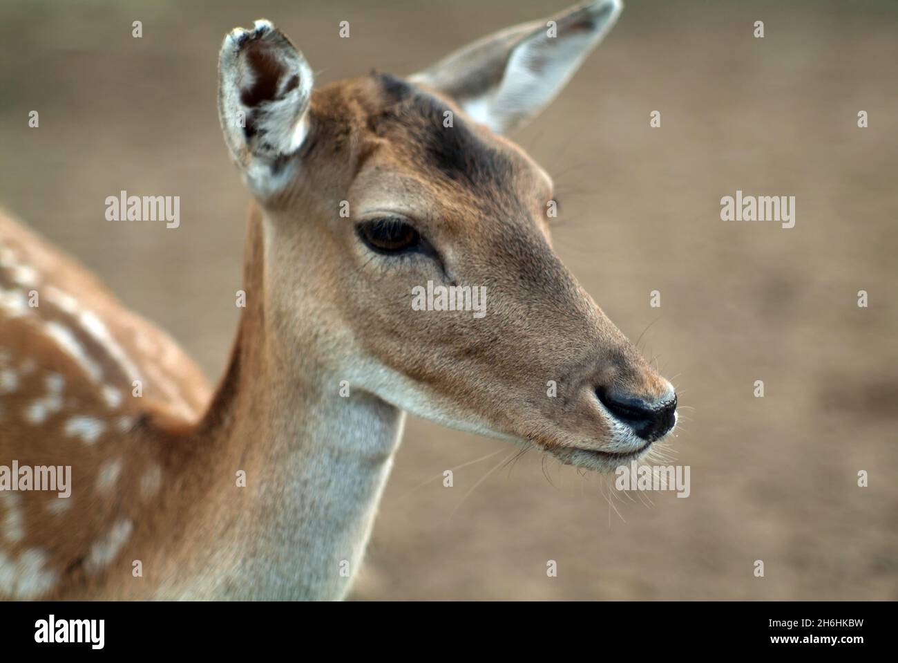Hornless deer hi-res stock photography and images - Alamy