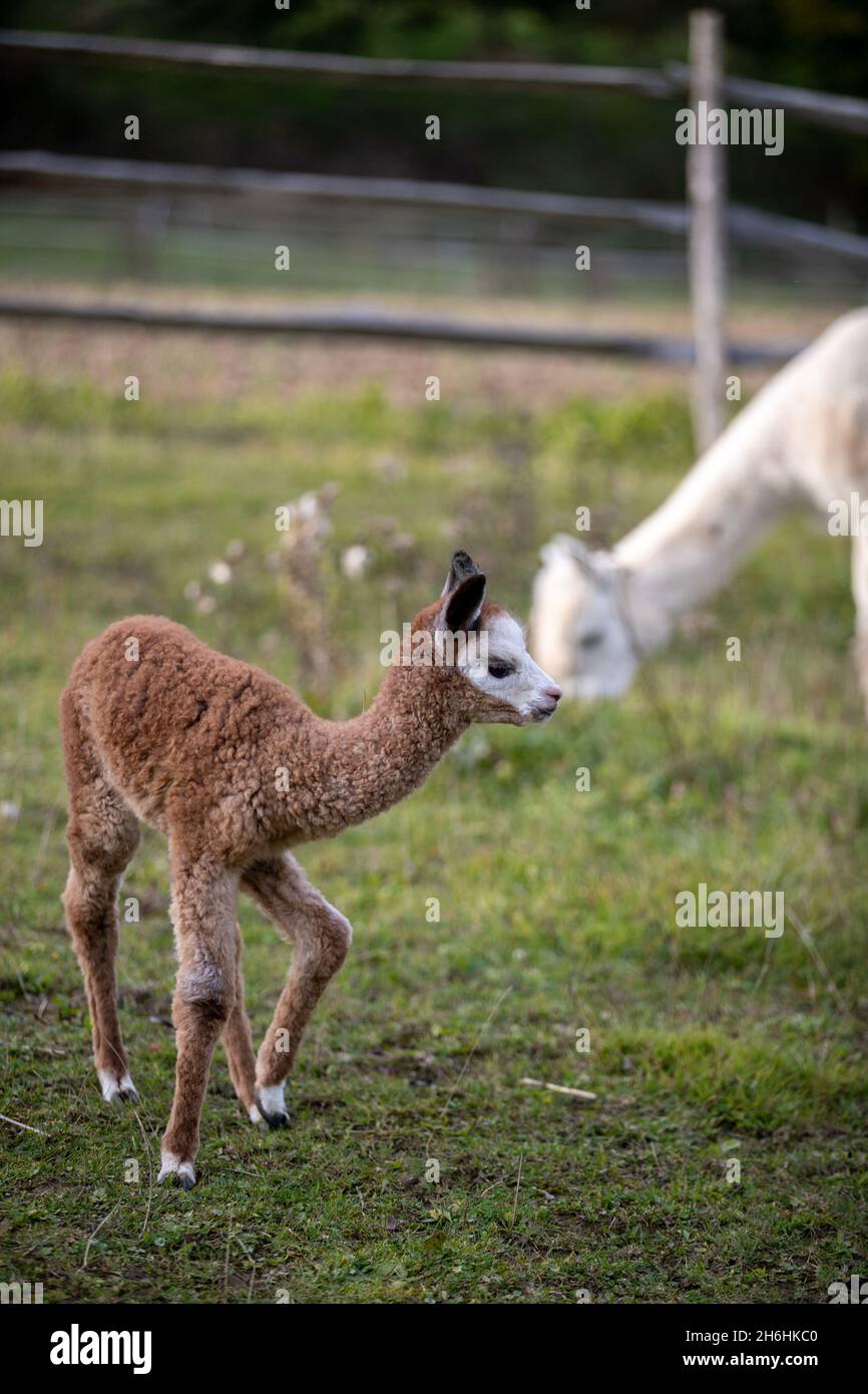 Guanaco foot hi-res stock photography and images - Alamy