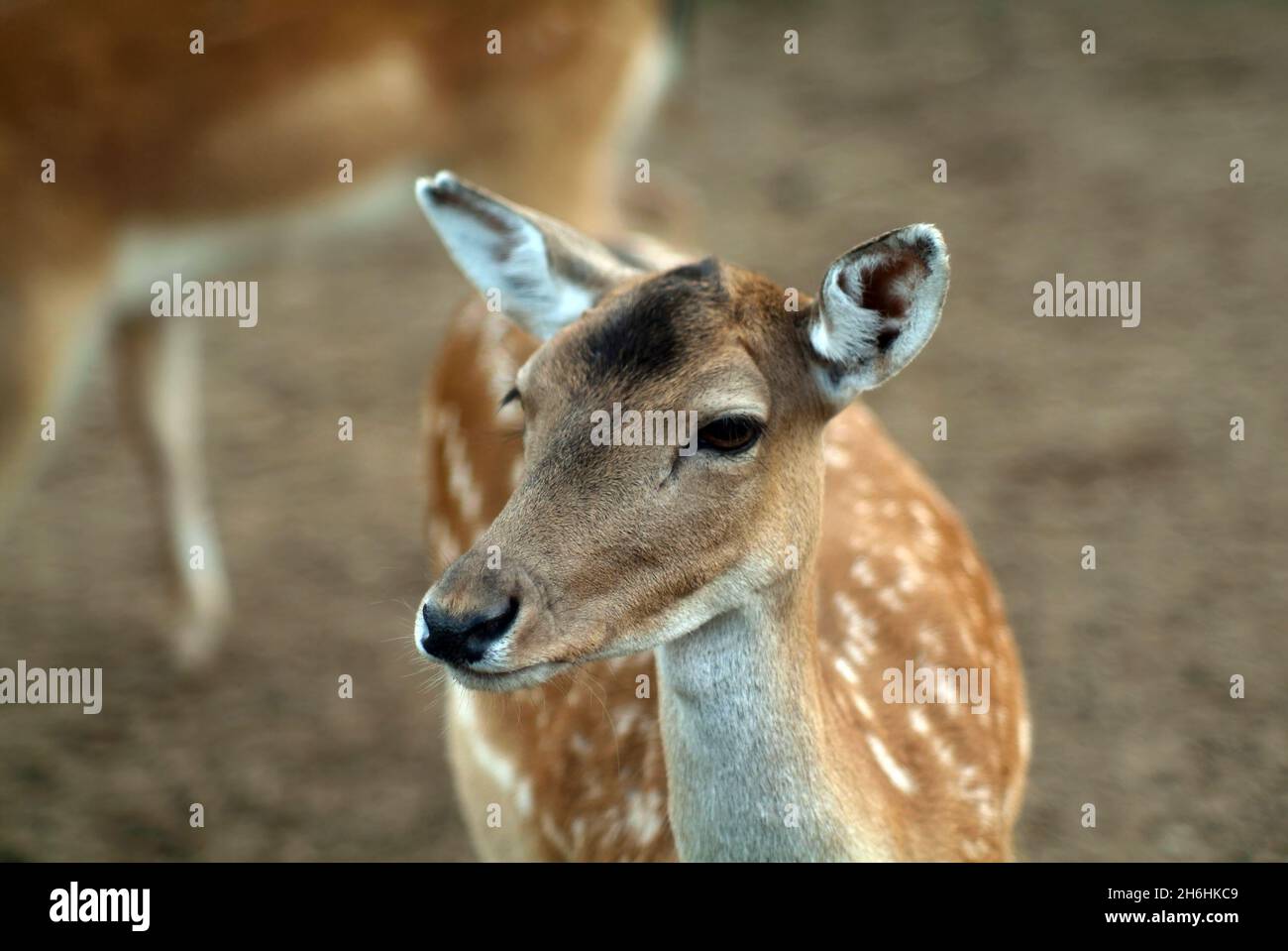 Hornless deer hi-res stock photography and images - Alamy