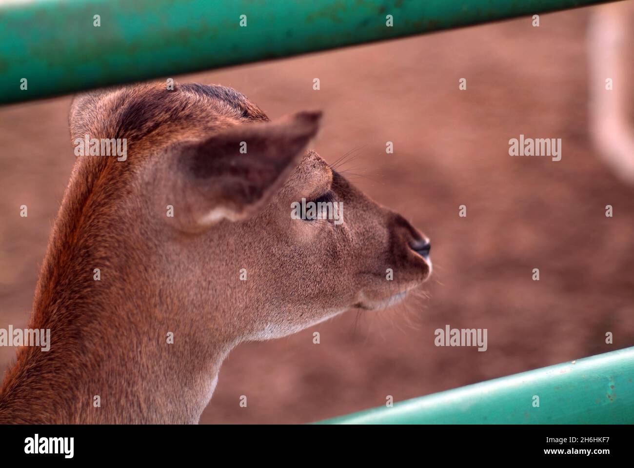 small hornless deer in the zoo, in summer Stock Photo - Alamy