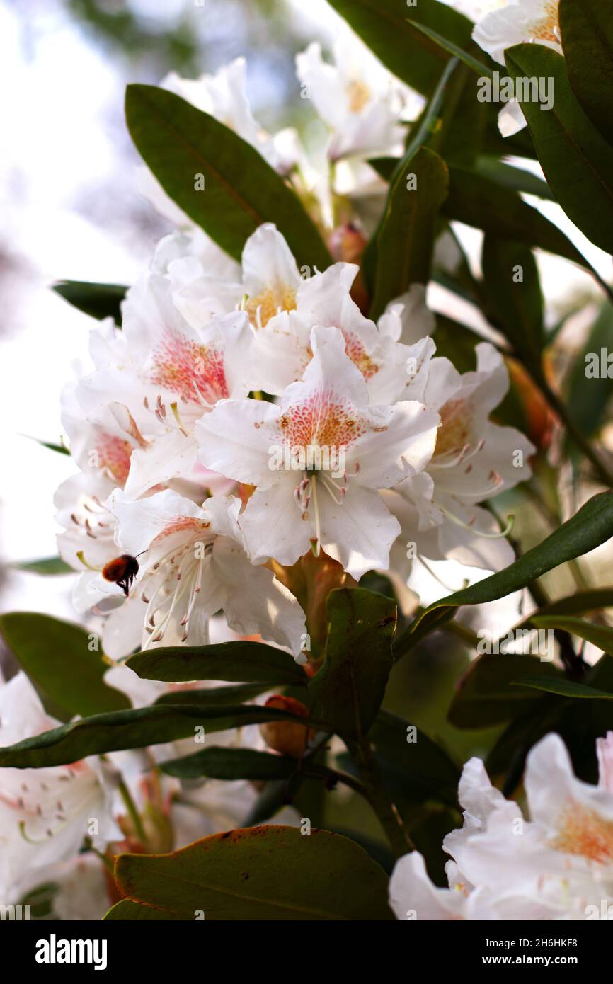 Laurel flowers hi-res stock photography and images - Alamy