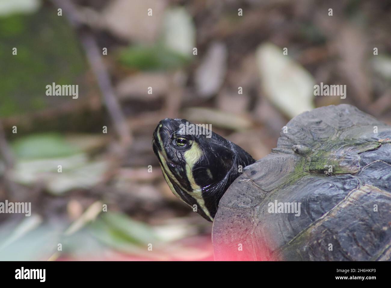 Black and yellow turtle with his head hanging out of his shell Stock ...