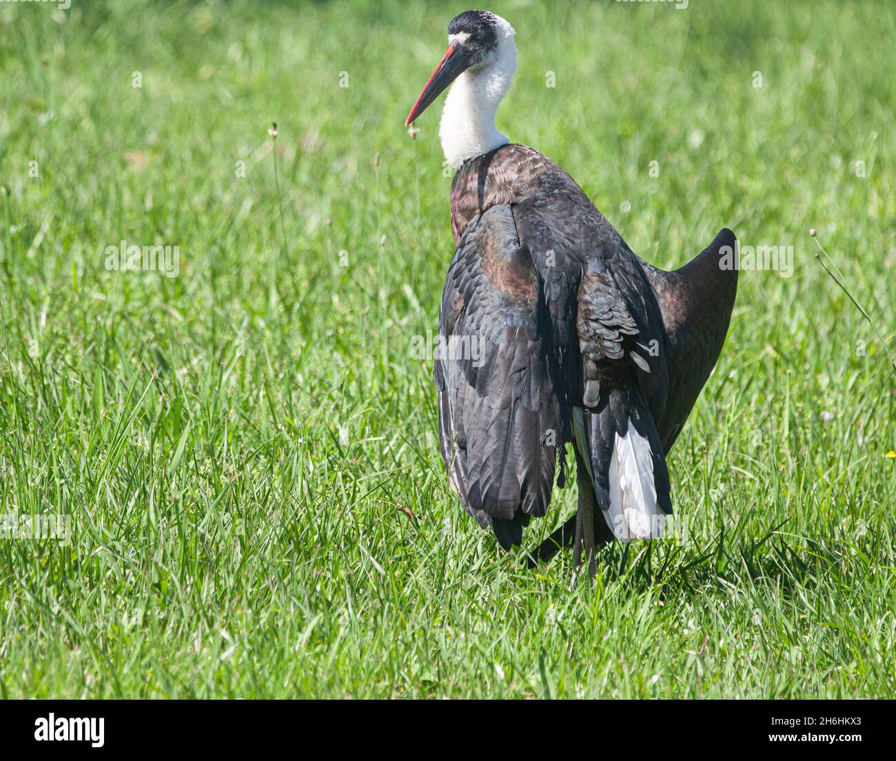 Black and white wooly necked stork in green grass Stock Photo - Alamy