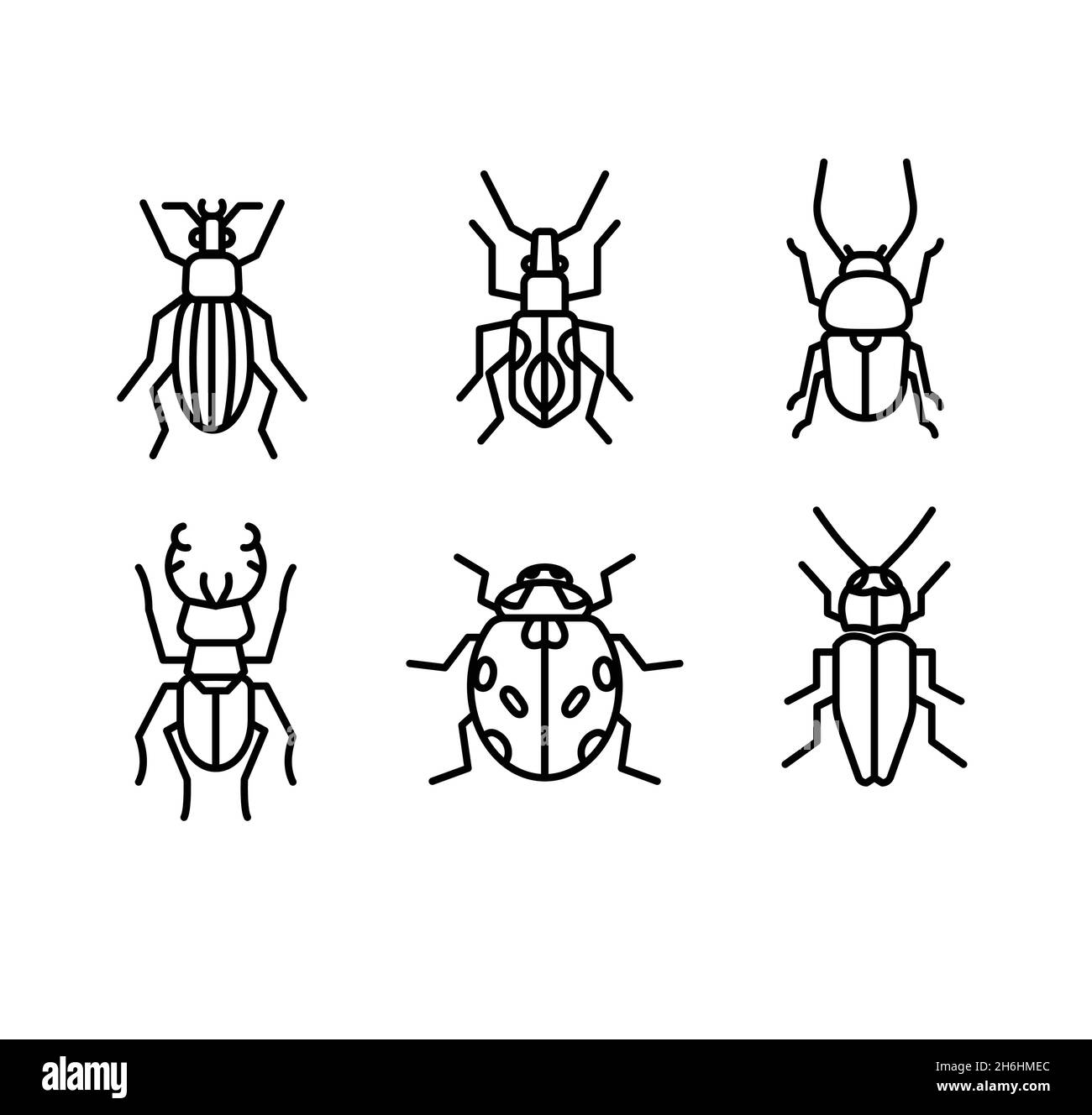 Linear insects Cut Out Stock Images & Pictures - Alamy