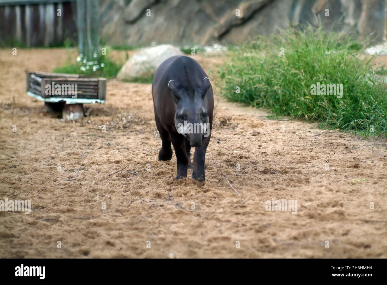 tapir walks in the zoo, in summer Stock Photo - Alamy