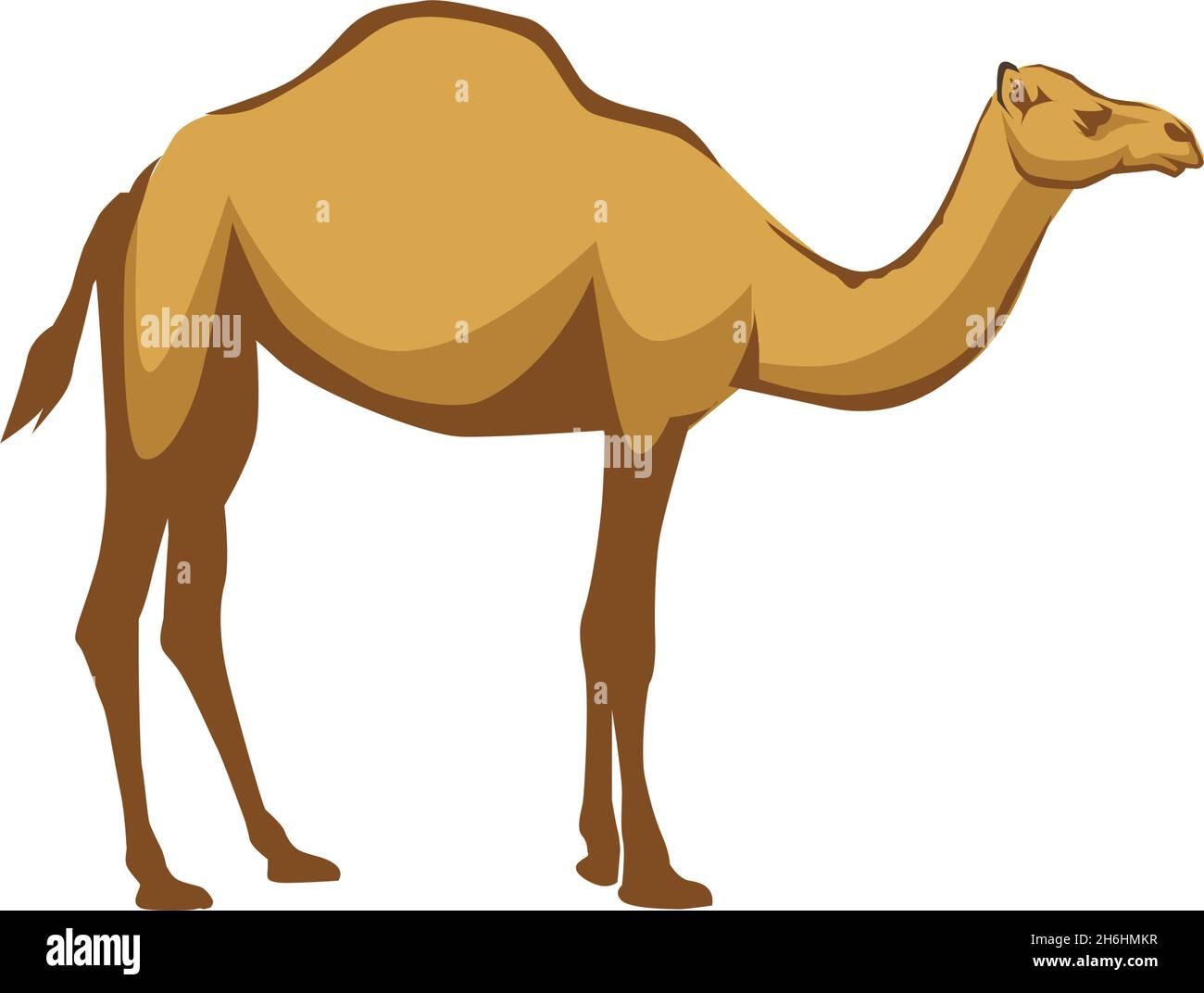 illustration of arabic camel animal on white background vector Stock ...
