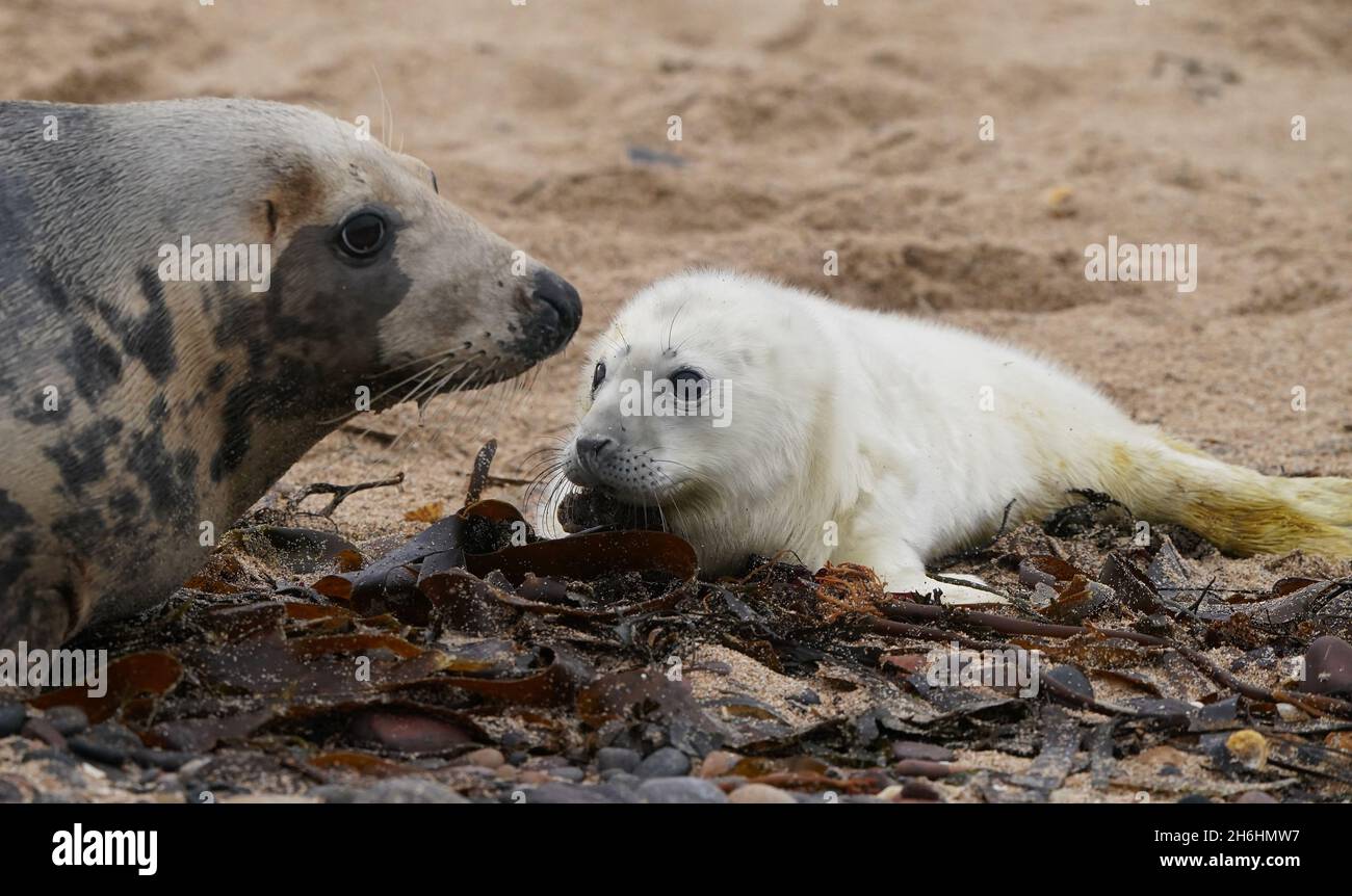 Seals on the Farne Islands during the annual census of pup numbers at ...
